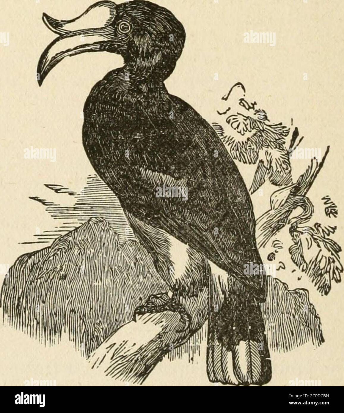 . The history of birds : their varieties and oddities, comprising ...