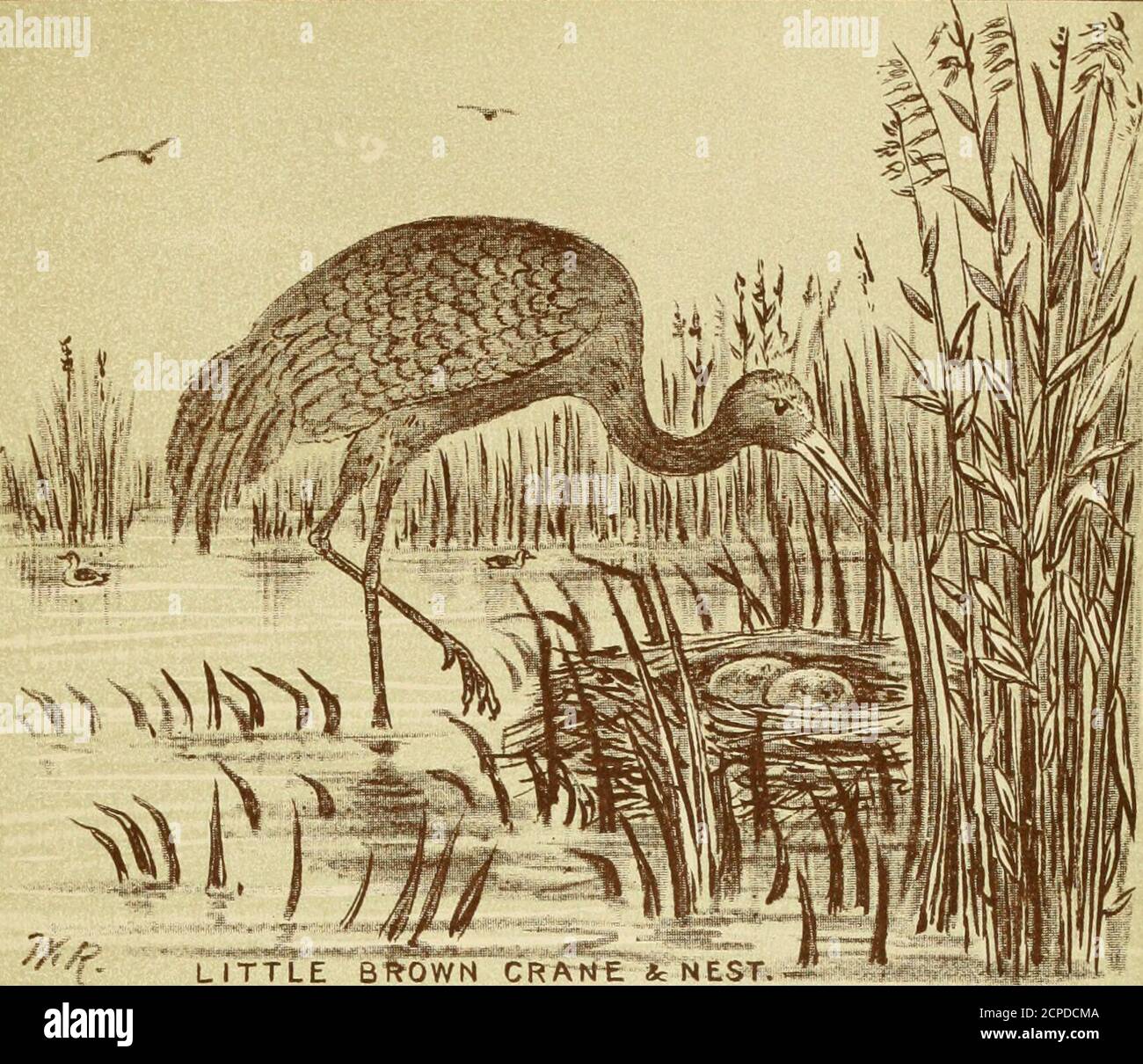 Little brown crane hi-res stock photography and images - Alamy