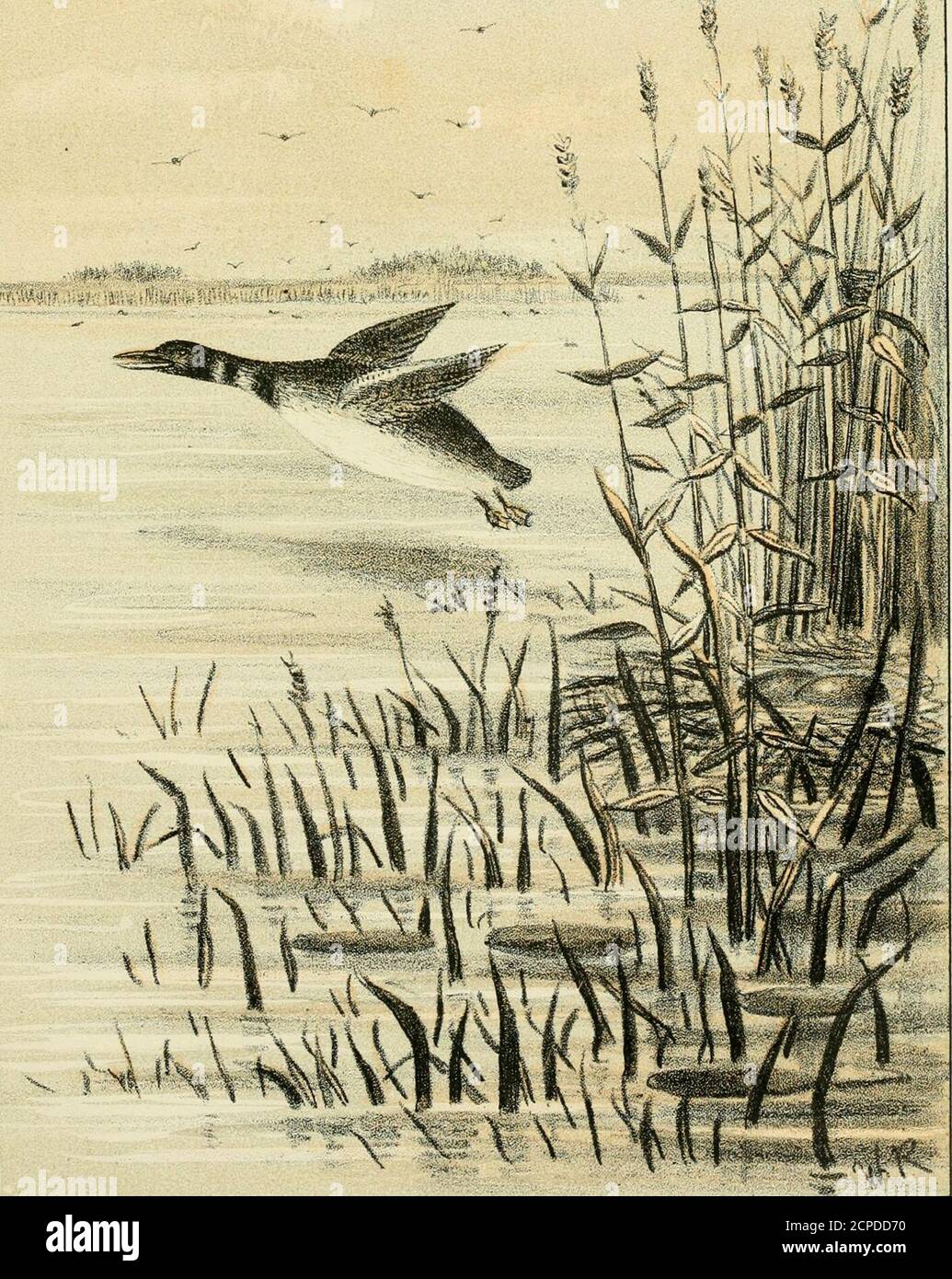 Simcoe west hi-res stock photography and images - Alamy