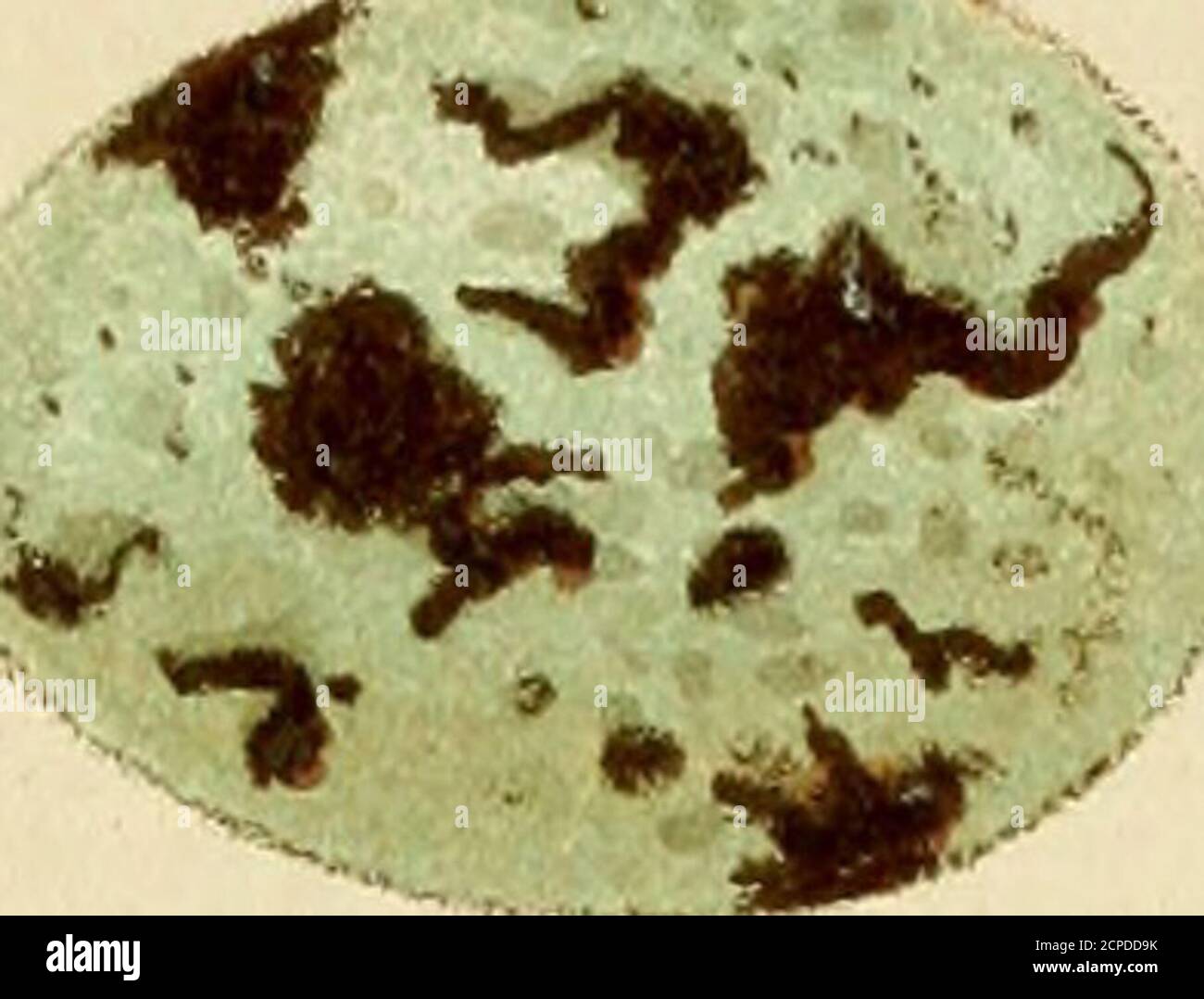 . Bird-nesting in north-west Canada Stock Photo - Alamy