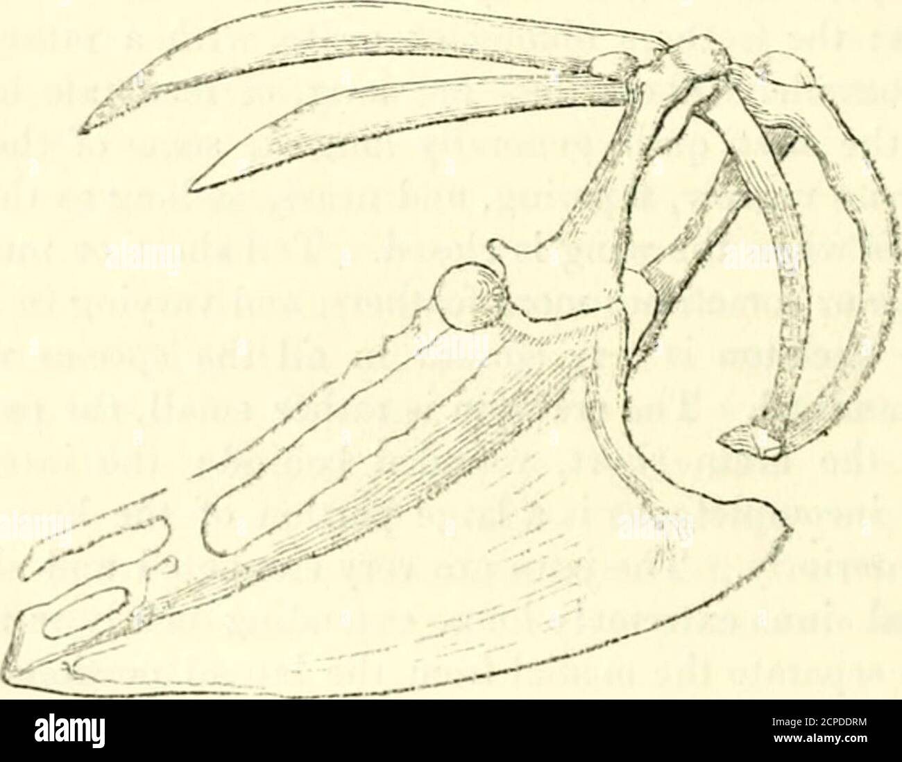 Prominent clavicles hi-res stock photography and images - Alamy