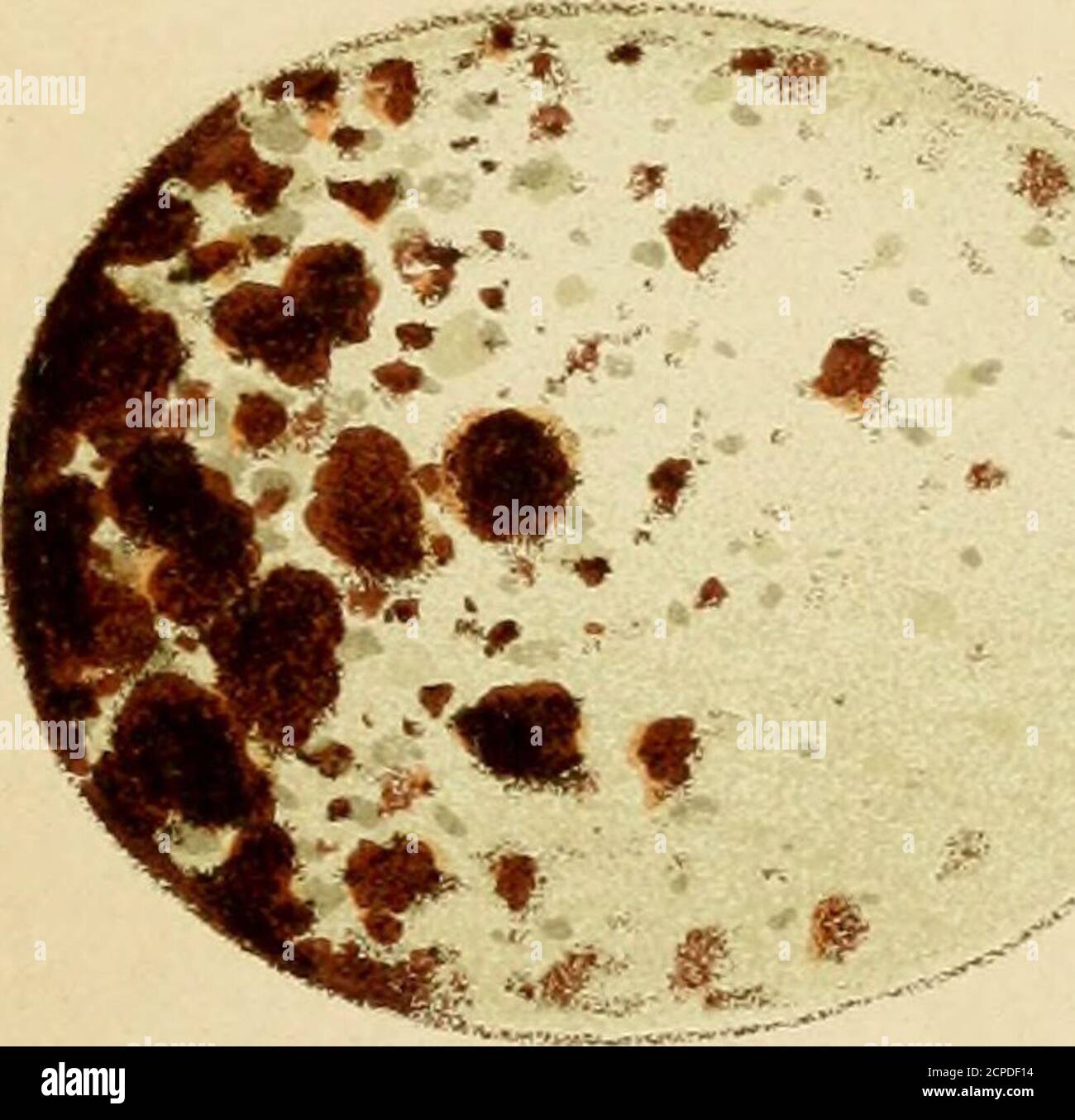 . Bird-nesting in north-west Canada Stock Photo - Alamy