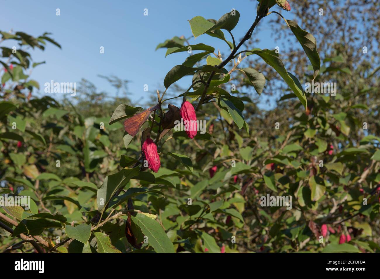 Magnolia fruit hi-res stock photography and images - Alamy