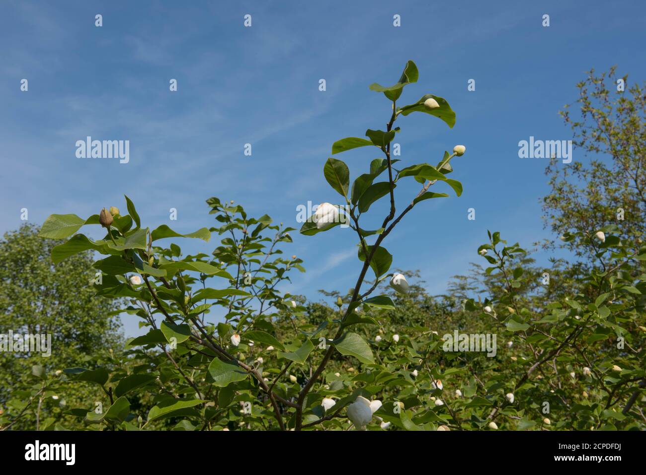 Spring Flowering White Flower of a Magnolia Tree (Magnolia sieboldi ...