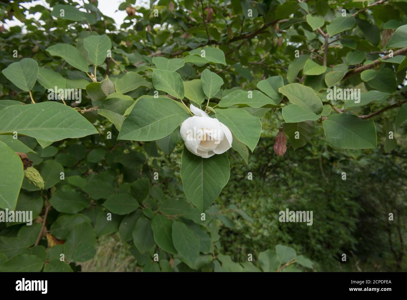 Spring Flowering White Flower of a Magnolia Tree (Magnolia sieboldi ...