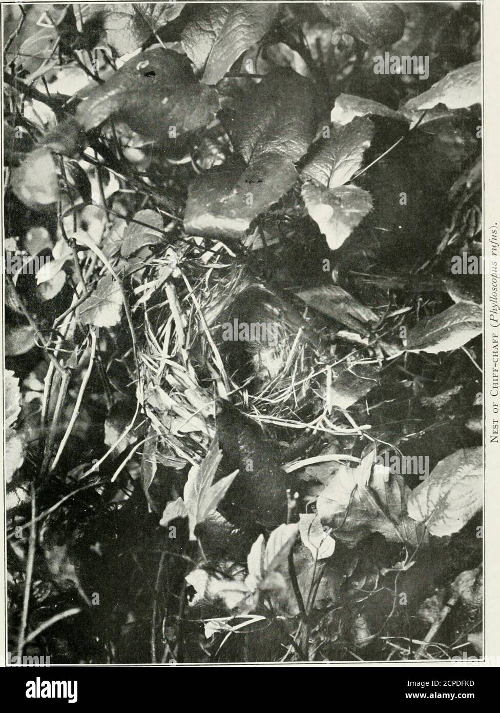 Nests on tree roots hi-res stock photography and images - Alamy