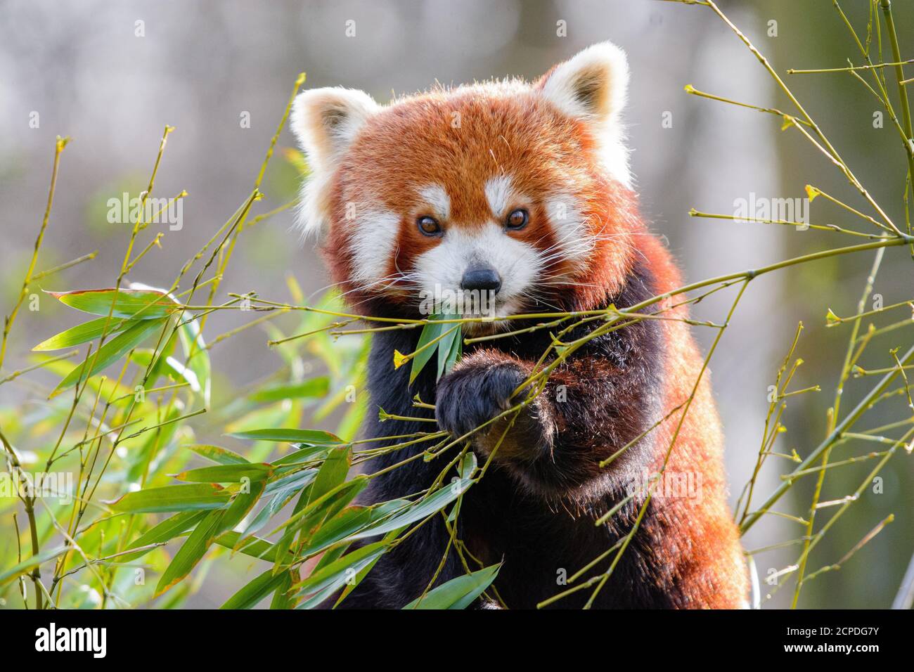 Panda Nature Reserve High Resolution Stock Photography and Images - Alamy