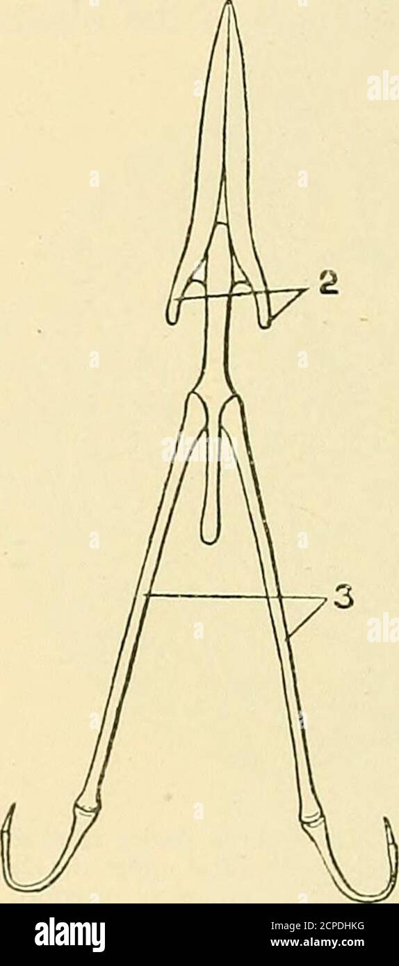 . The structure and life of birds . three, the first, second,and third ...