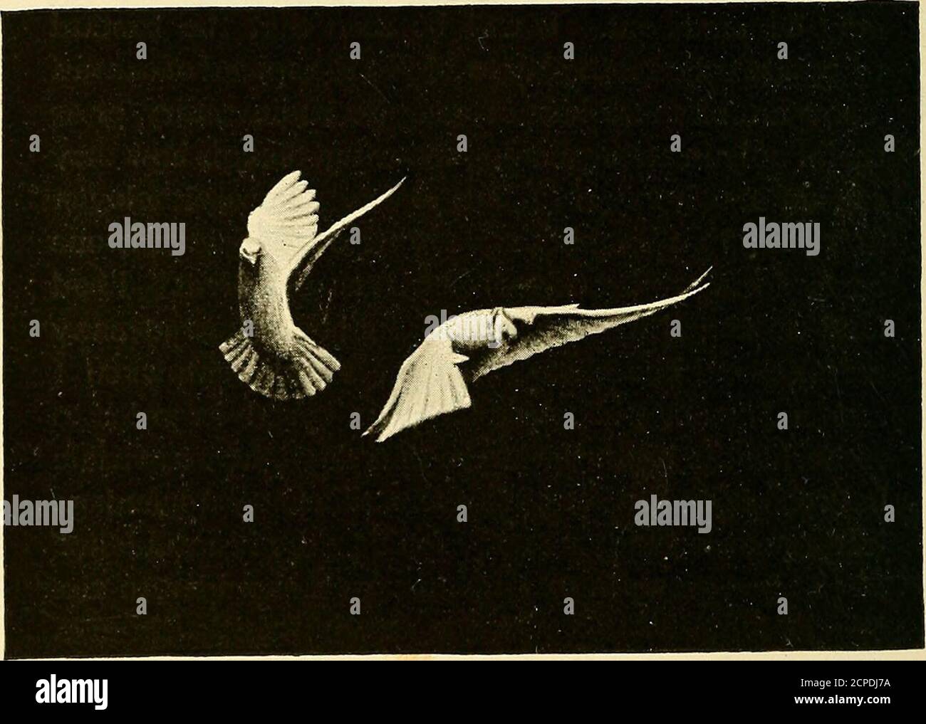 . The structure and life of birds . petty appendagejutting out, and ...