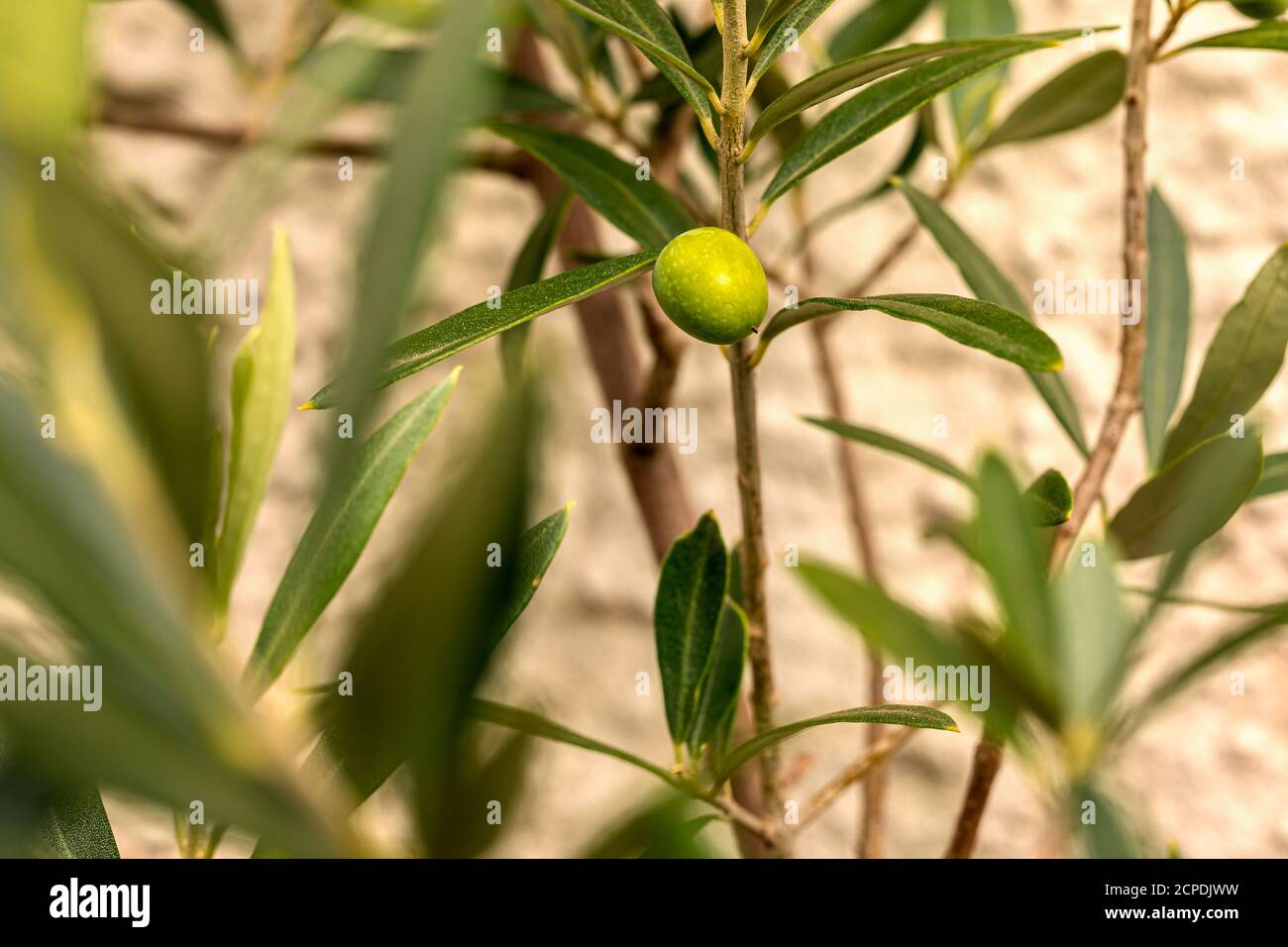 The olive core of the olive core hi-res stock photography and images ...