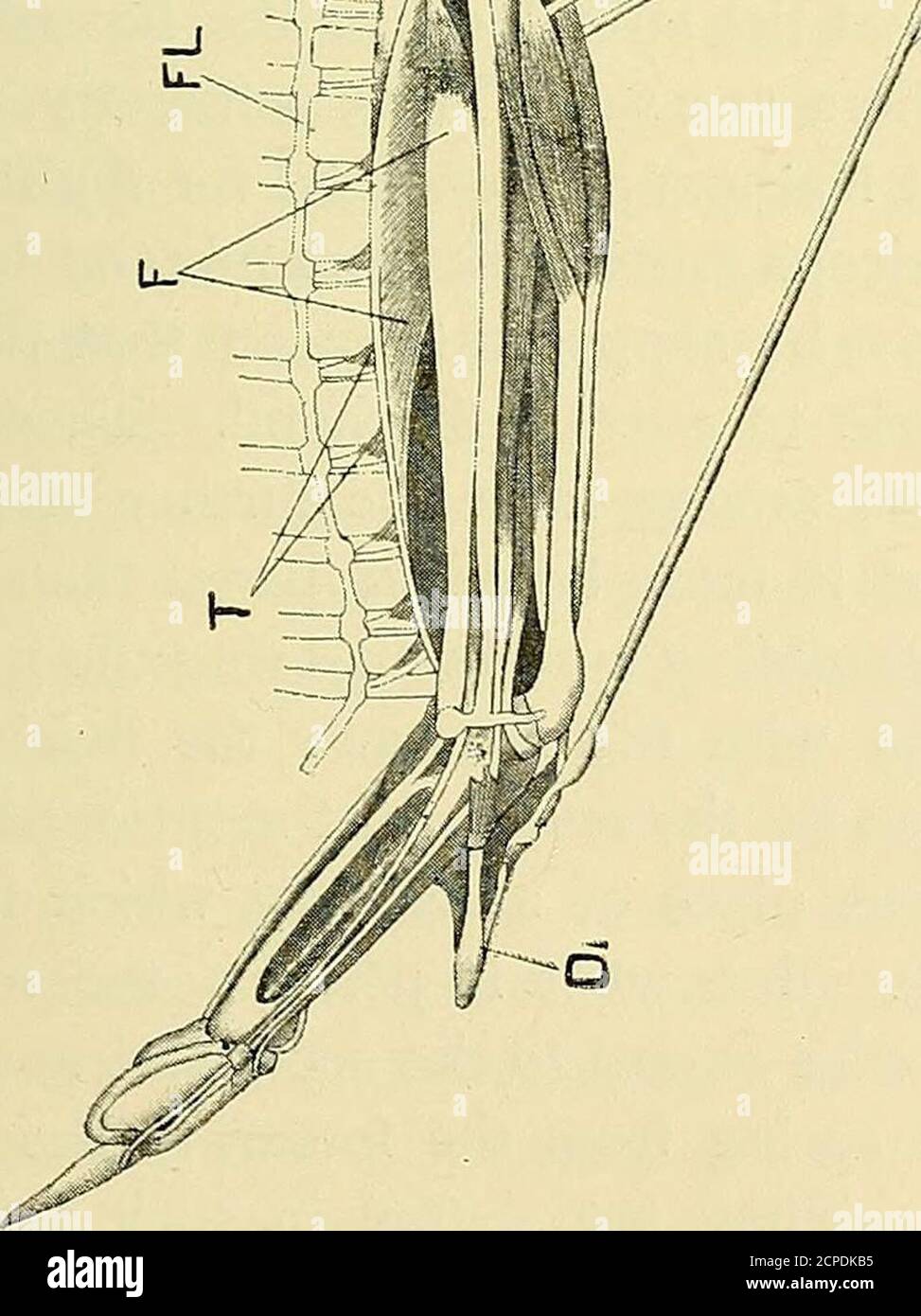 . The structure and life of birds . ^r-mv^. i2 S.2 c i/T C 3. 200 THE ...