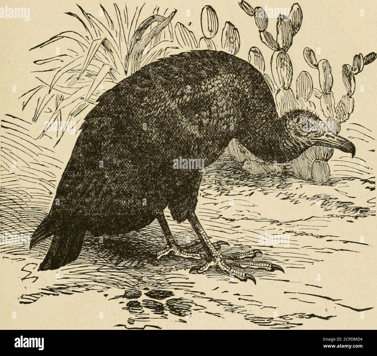 . The history of birds : their varieties and oddities, comprising ...