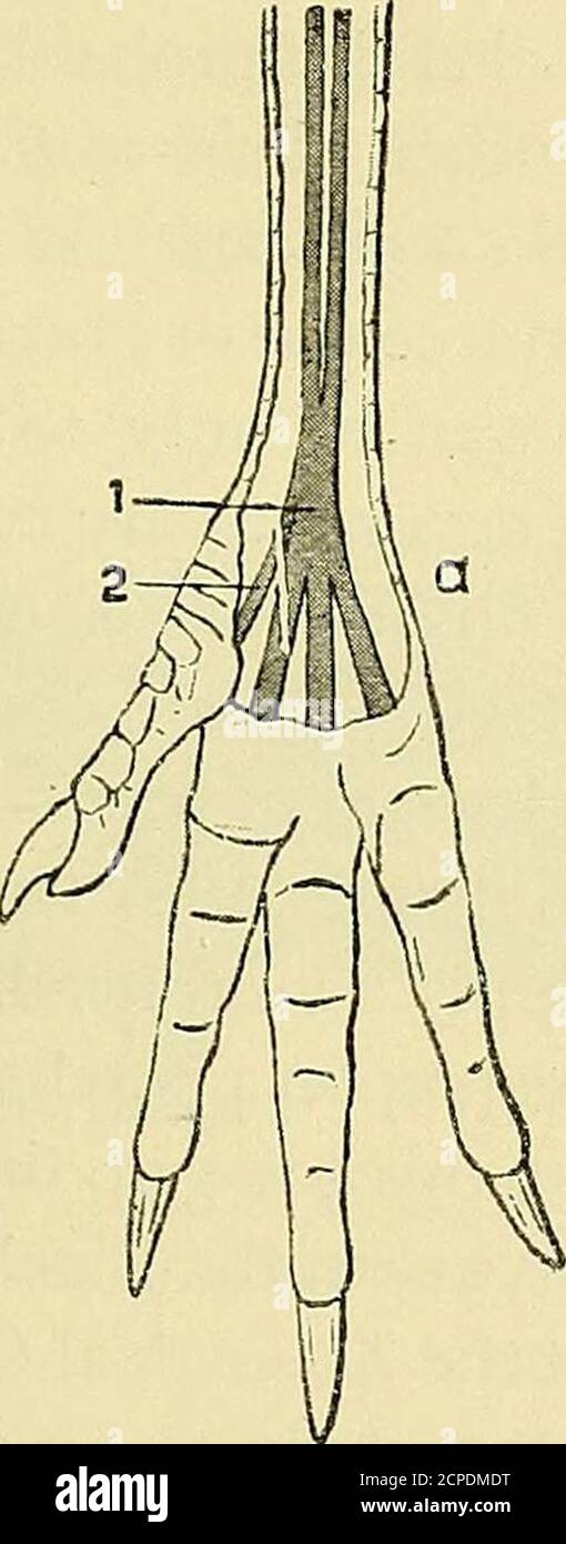 . The structure and life of birds . first, two tendonsbelonging to ...