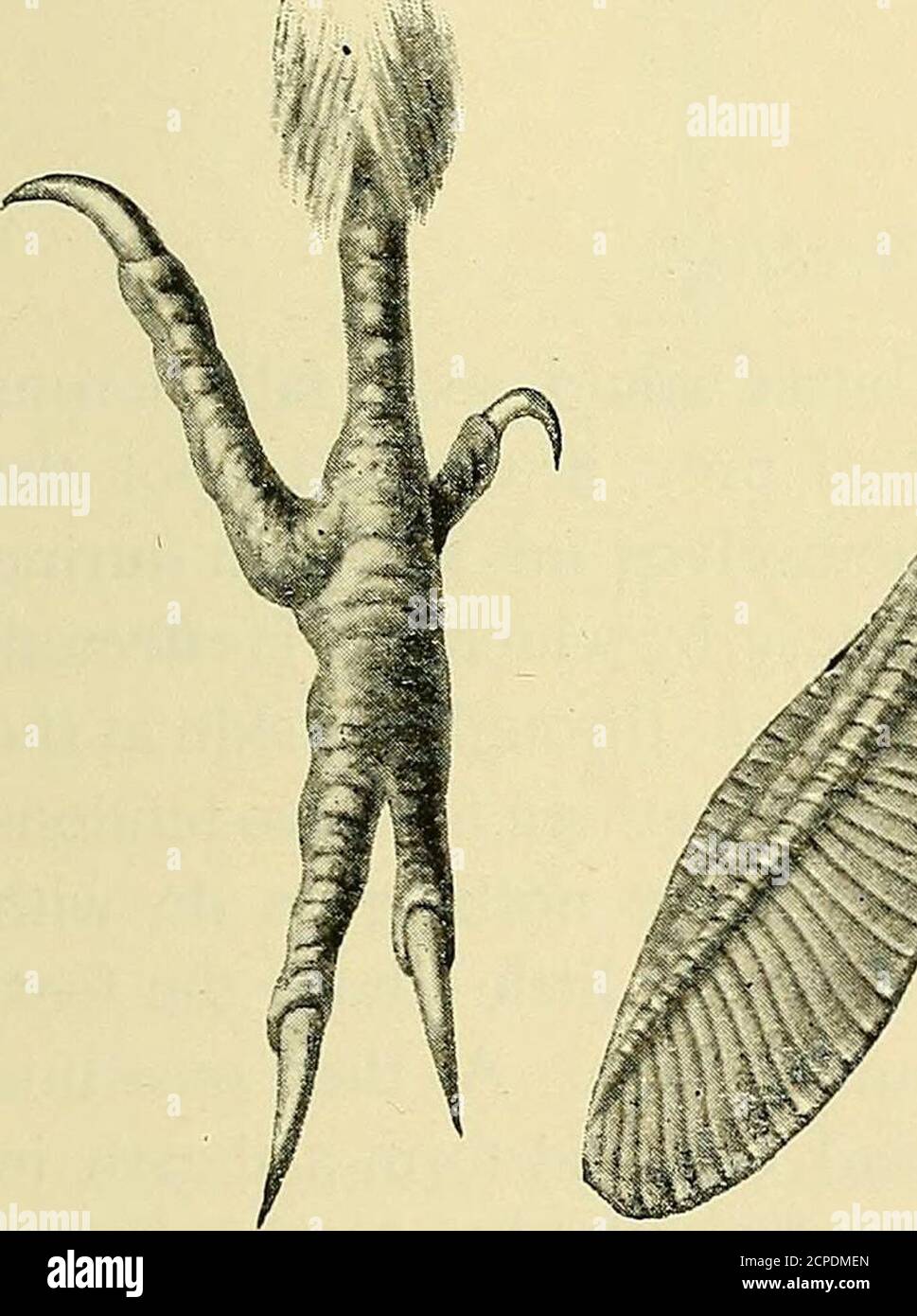 Four toed feet hi-res stock photography and images - Alamy