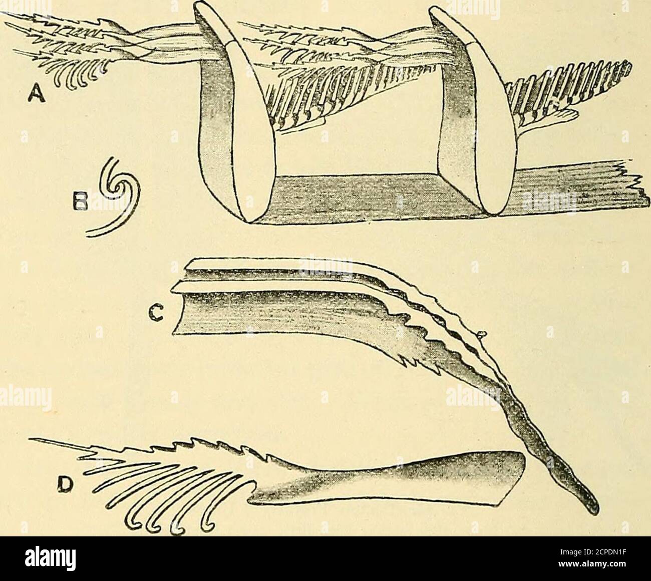 S v d interlocking hi-res stock photography and images - Alamy
