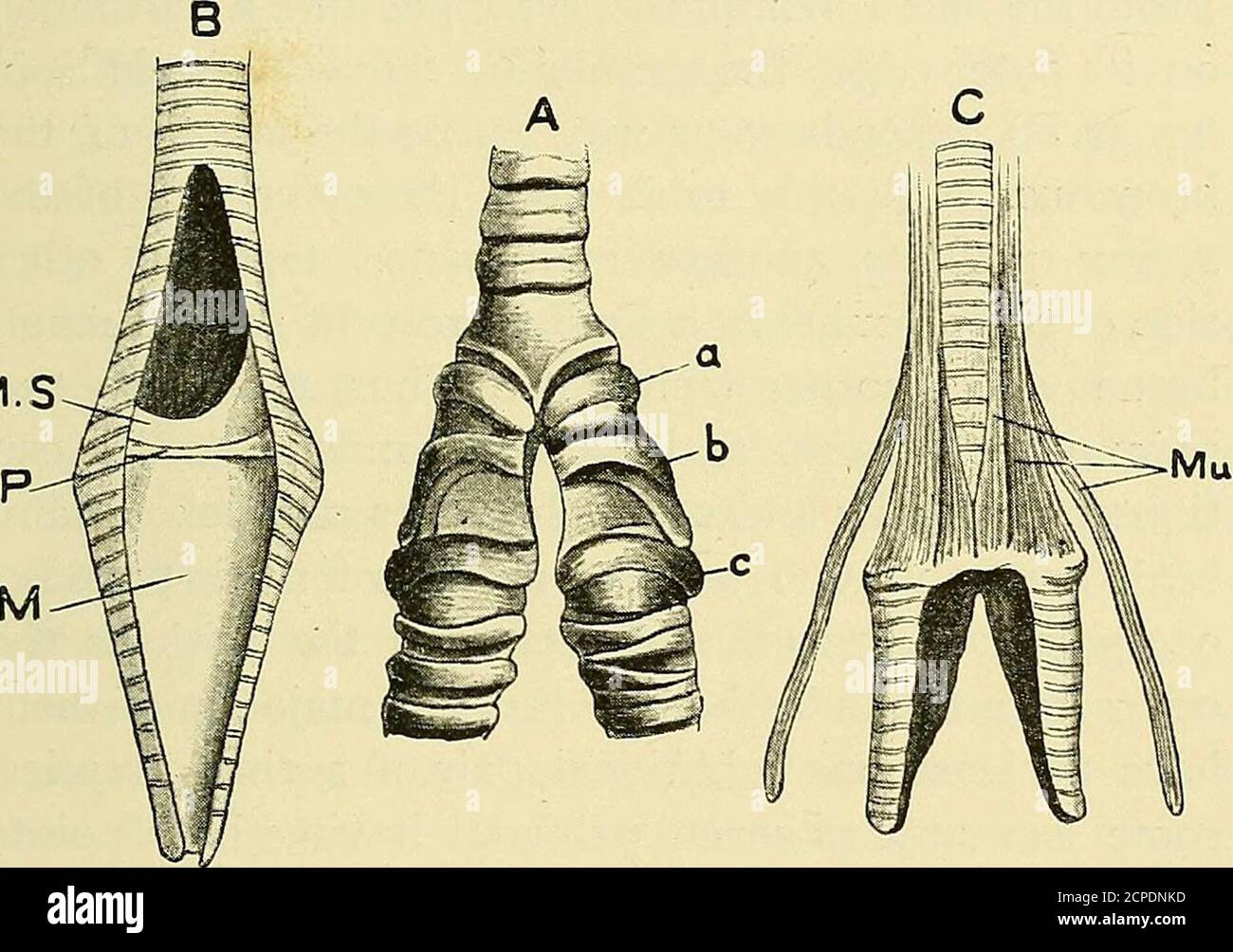 . The structure and life of birds . hearing. It is fine to see an ...