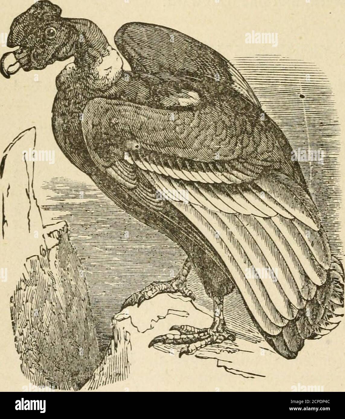 . The history of birds : their varieties and oddities, comprising ...