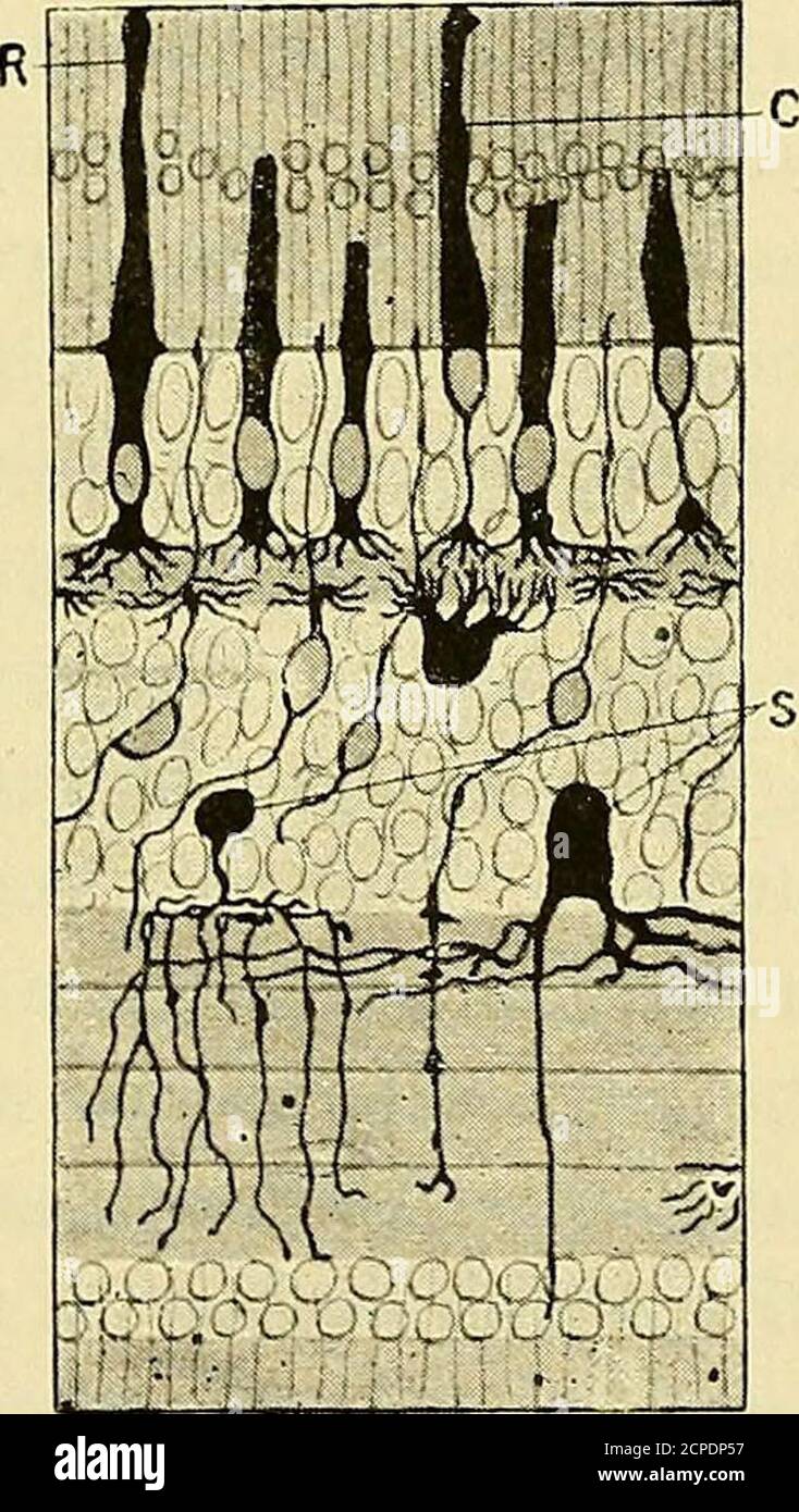 . The structure and life of birds . he human eye,at the lowest estimate ...