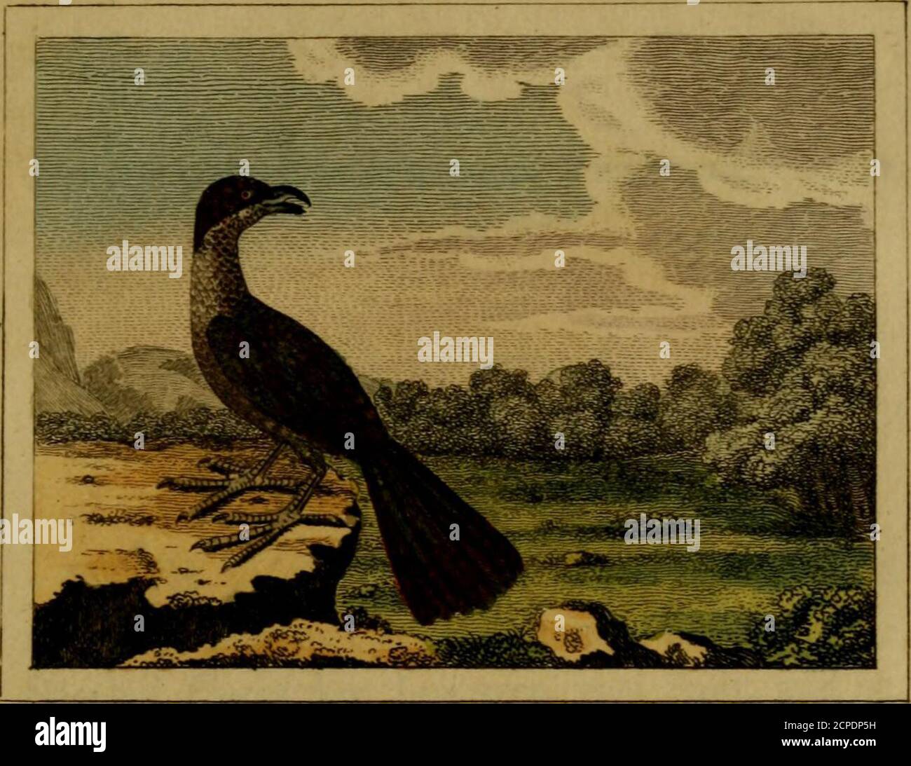 Philippine insects hi-res stock photography and images - Alamy