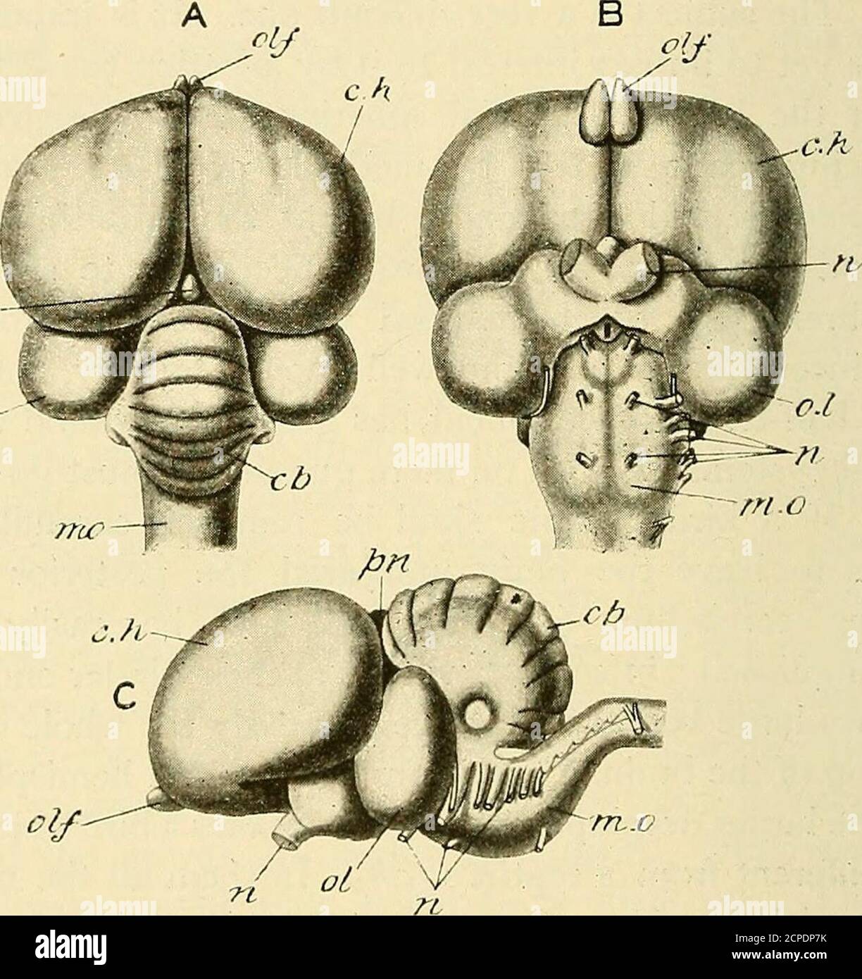 . The structure and life of birds . ,the cerebellum [cb, Fig. 30), will ...