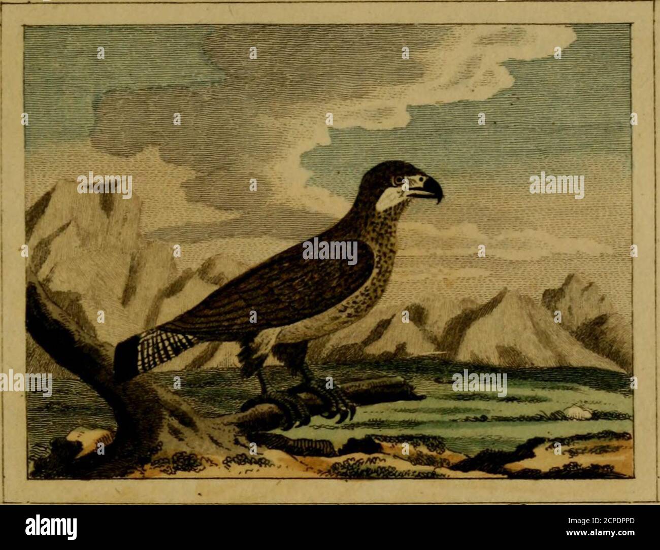 . Natural history of birds, fish, insects, and reptiles . y/fy {yO/r/rA ...