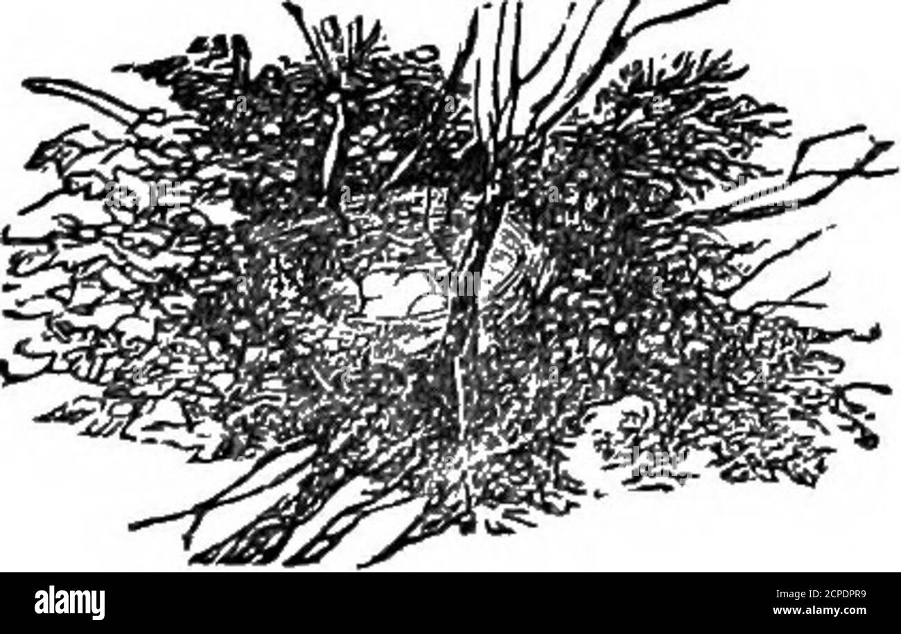 Flesh eating birds Black and White Stock Photos & Images - Alamy