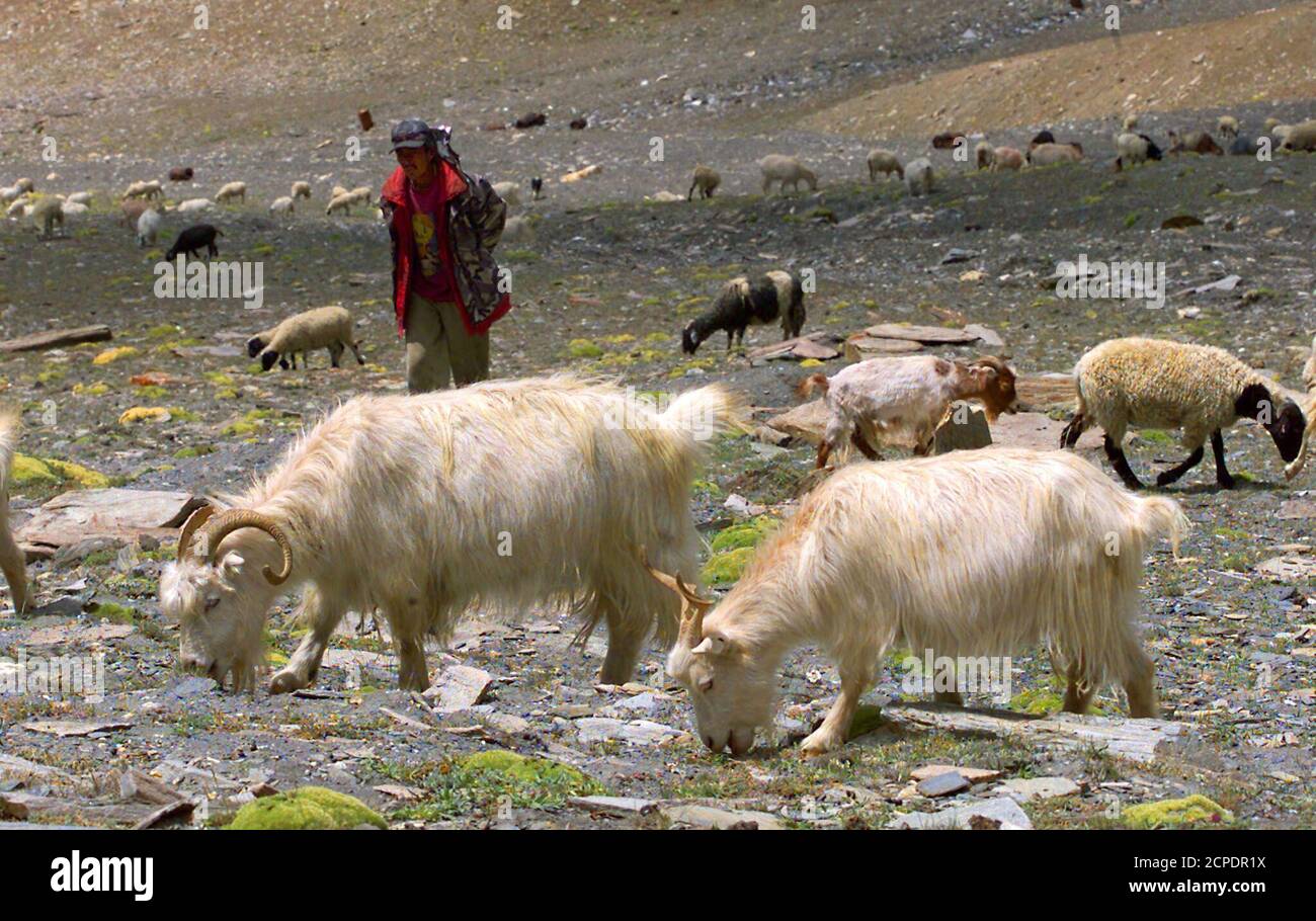 Pashmina wool sheep hi-res stock photography and images - Alamy