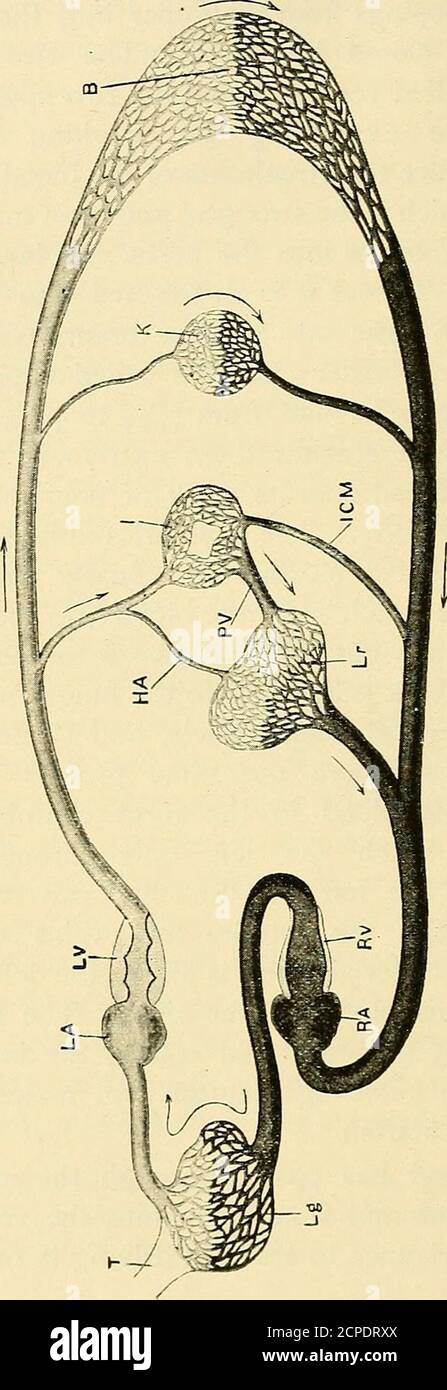 . The structure and life of birds . nourishing allthe tissues of the ...