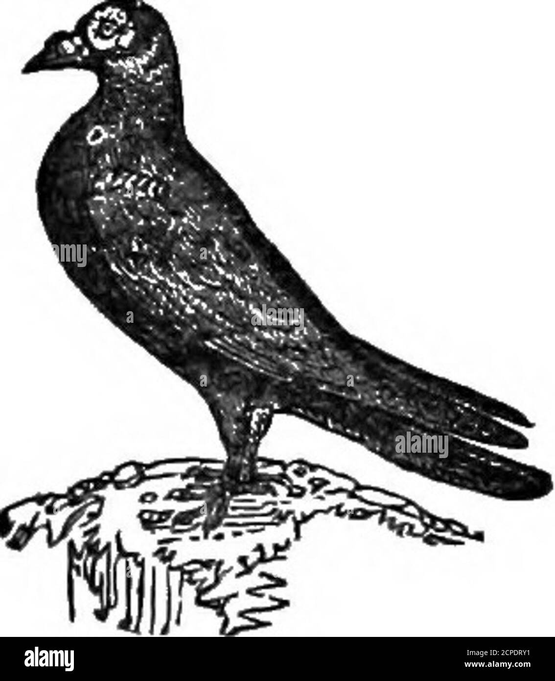 . The American bird fancier; considered with reference to the breeding ...