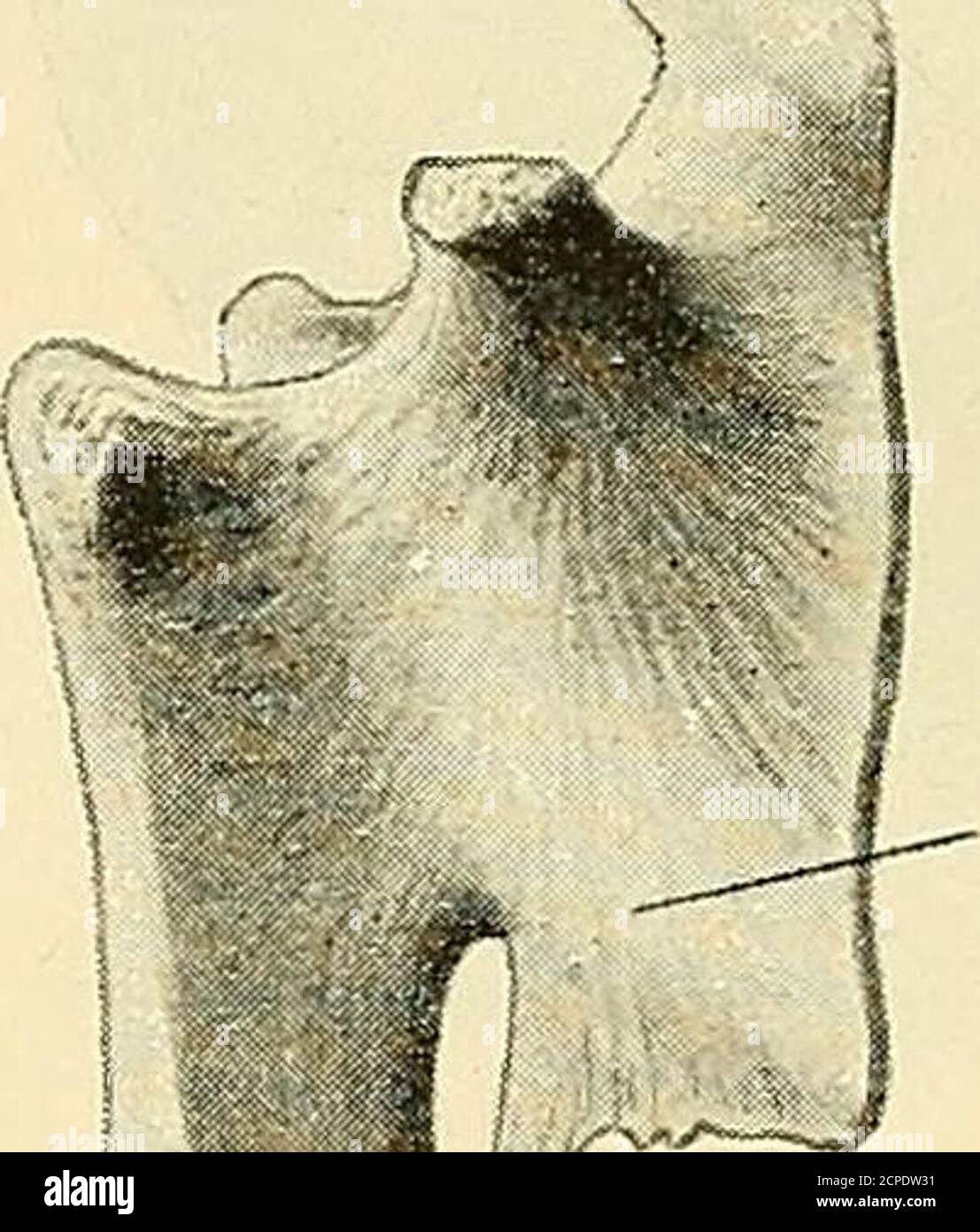 . The structure and life of birds . Fig. II.—Part of vertical column of ...