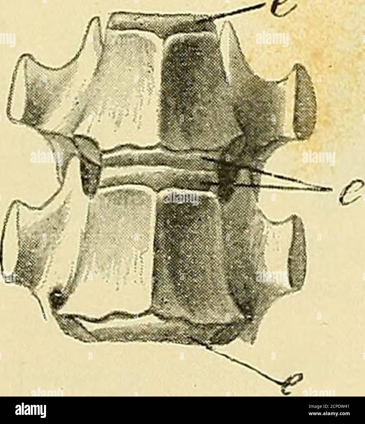 . The structure and life of birds . Fig. io.—Side view of head of Rhea ...