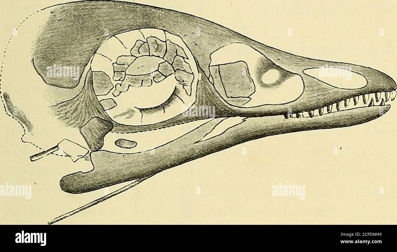 . The structure and life of birds . Fig. 12. — Coracoid of Rhea. CO ...