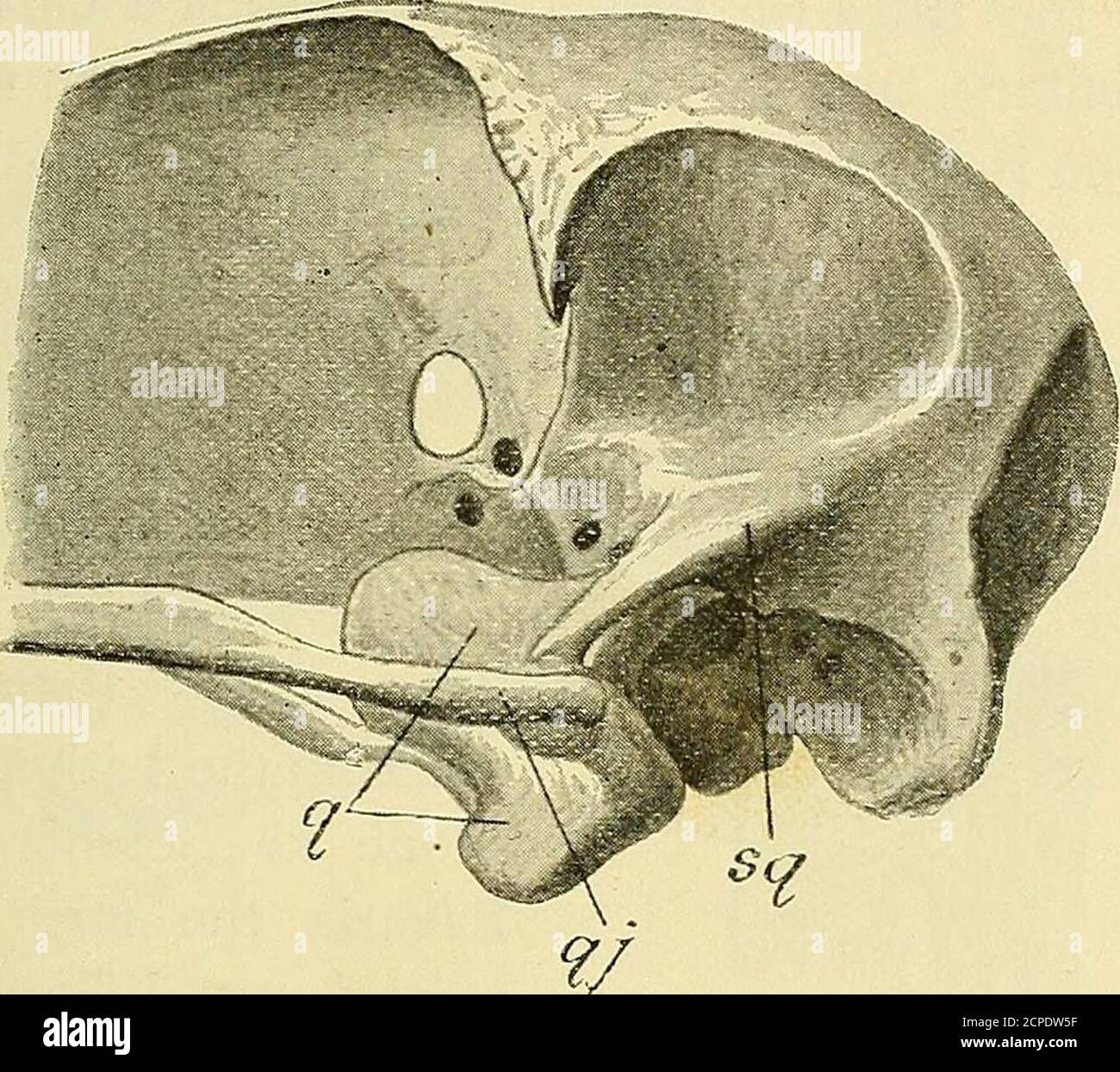 Rhea sp hi-res stock photography and images - Alamy