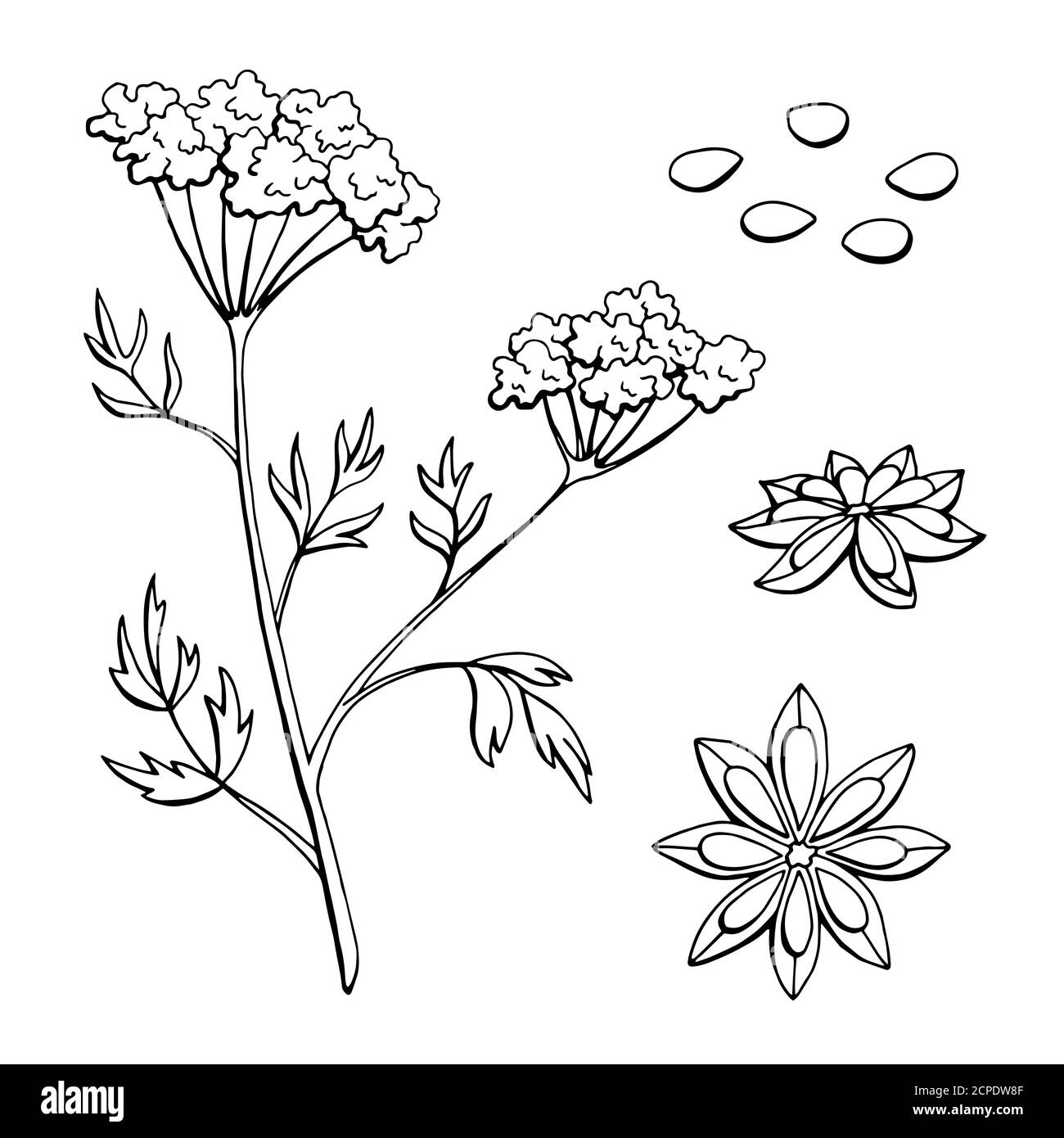 Anise herb graphic art black white sketch isolated illustration vector ...
