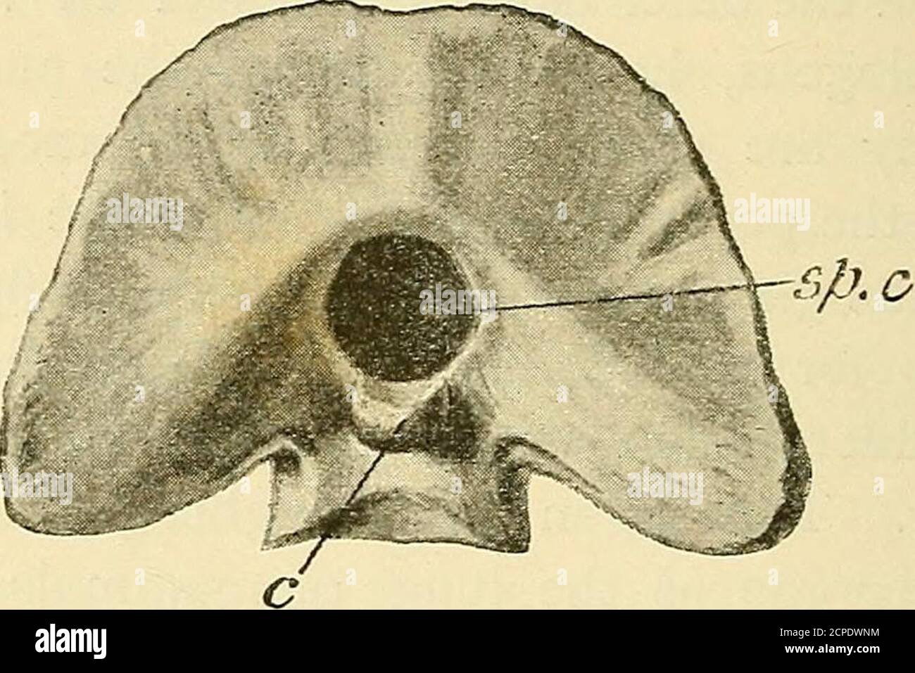 . The structure and life of birds . ck ofthe alimentary canal, whereas ...