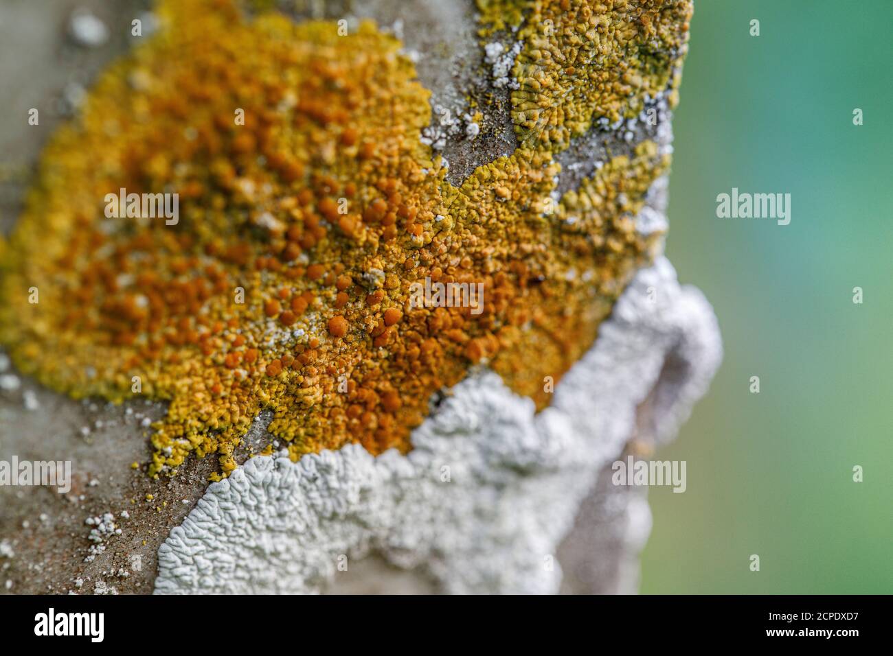 Lichens colour hi-res stock photography and images - Alamy