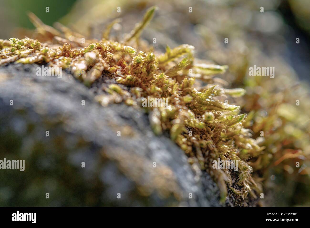 detail close up of moss Stock Photo - Alamy