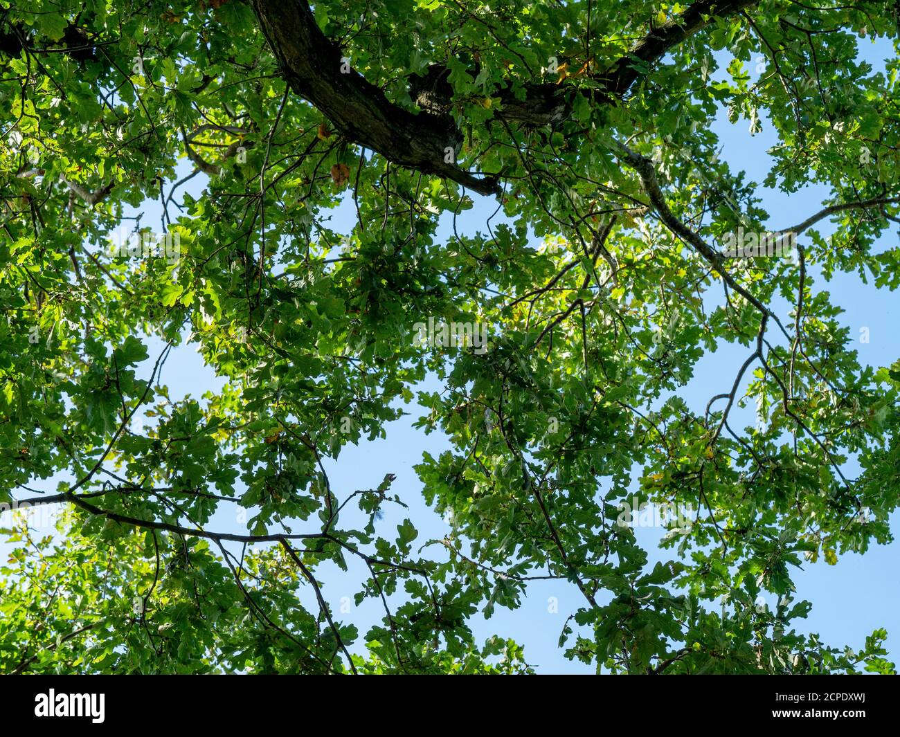 Looking up at sky through leaves hi-res stock photography and images ...