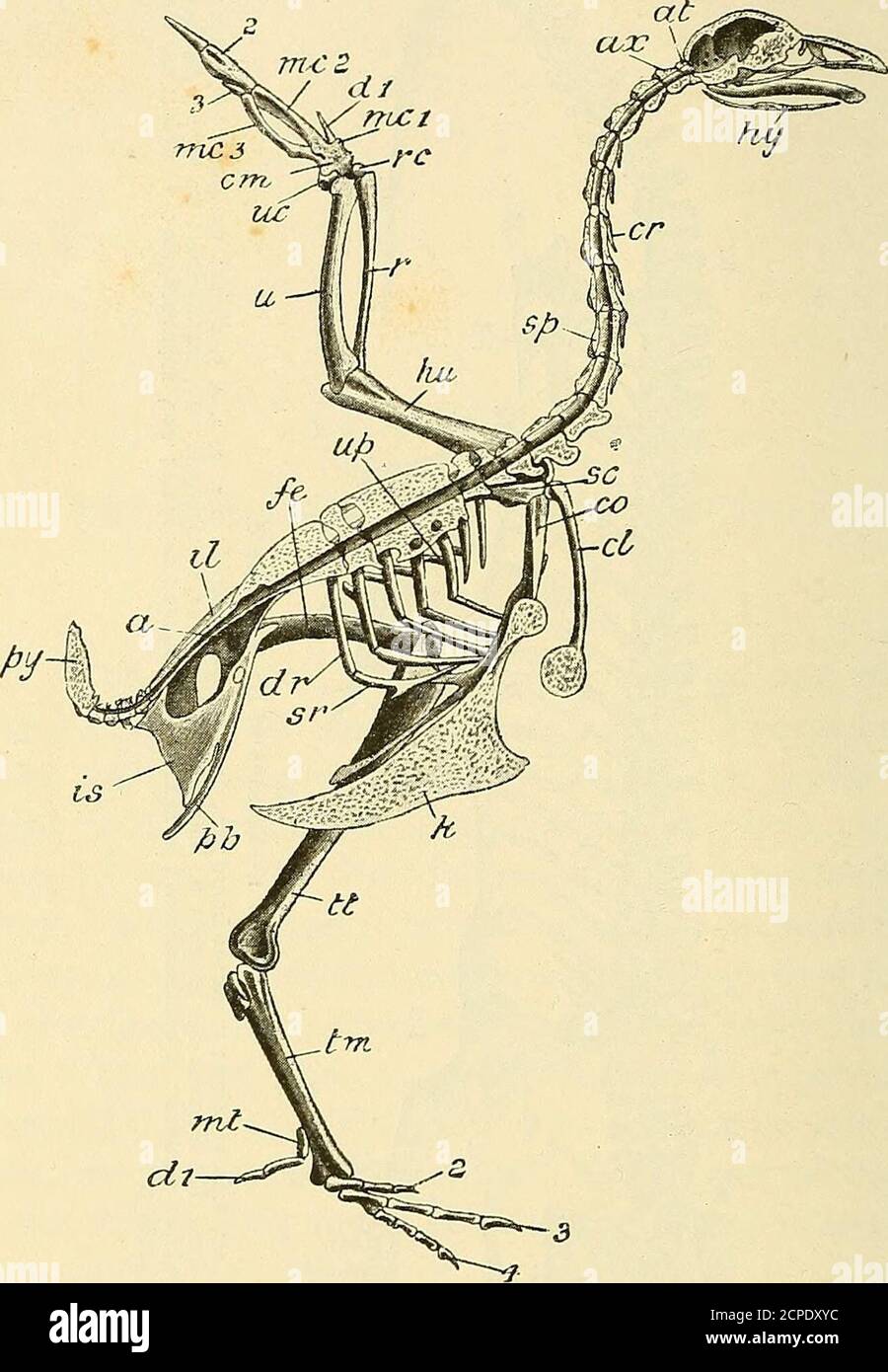 . The structure and life of birds . Fig. 2.—Skeleton of Fowl (after ...