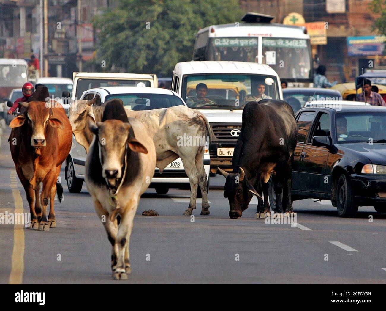Killing monkeys hi-res stock photography and images - Alamy