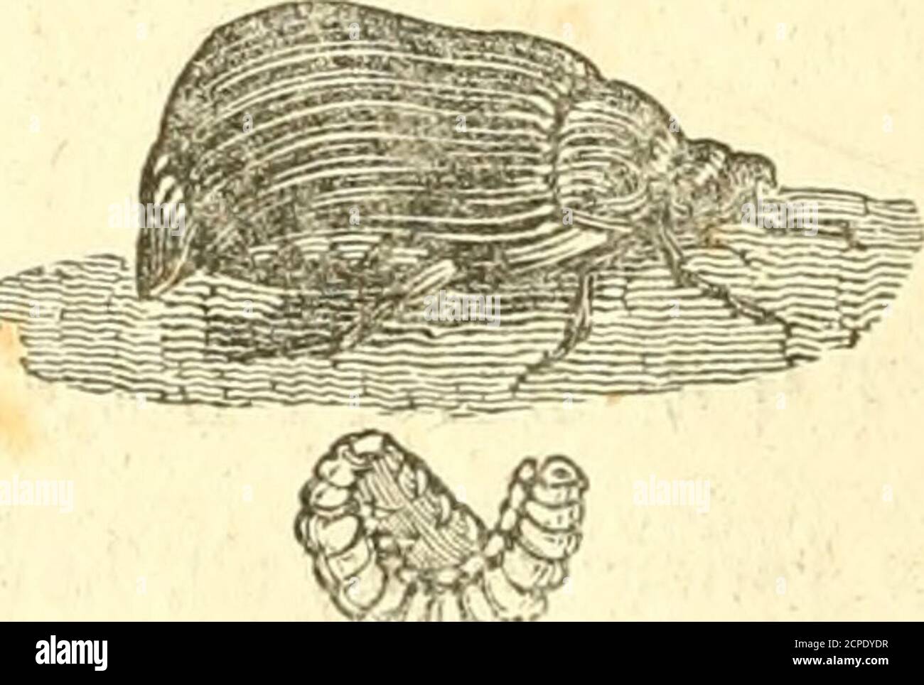 Winged quadrupeds hi-res stock photography and images - Alamy