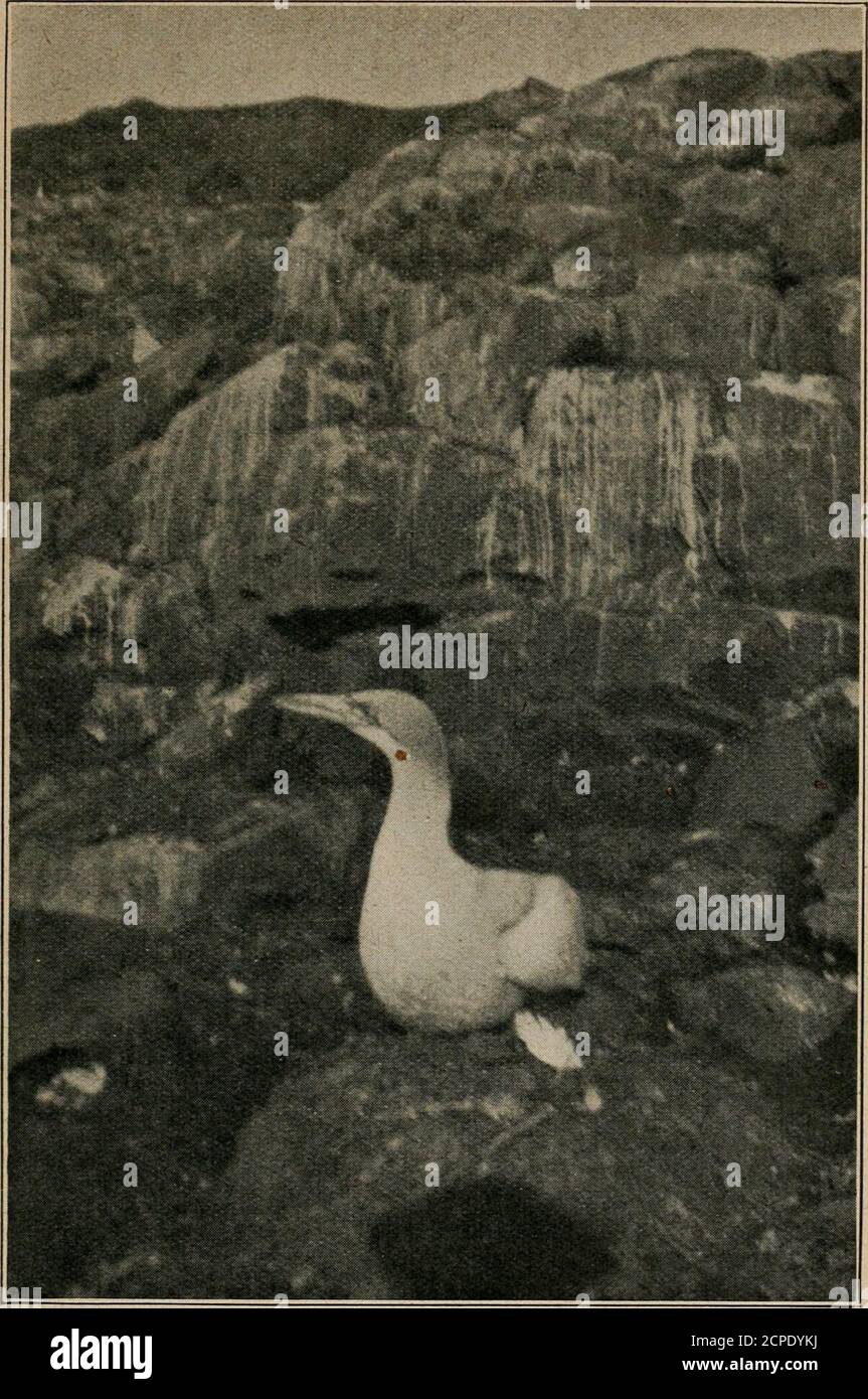 Five birds crying hi-res stock photography and images - Alamy