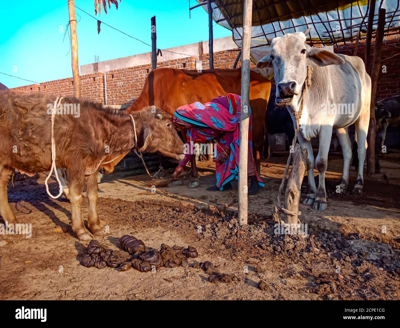 DISTRICT KATNI, INDIA - JANUARY 04, 2020: A dairy lady farmer cleaning ...