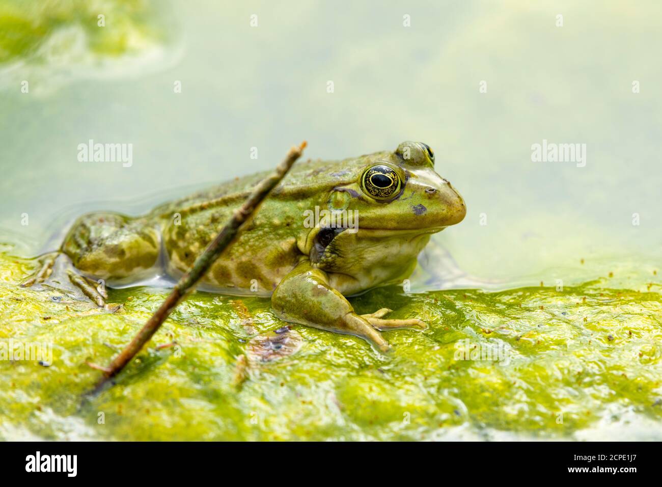 Green frogs pelophylax esculentus hi-res stock photography and images ...
