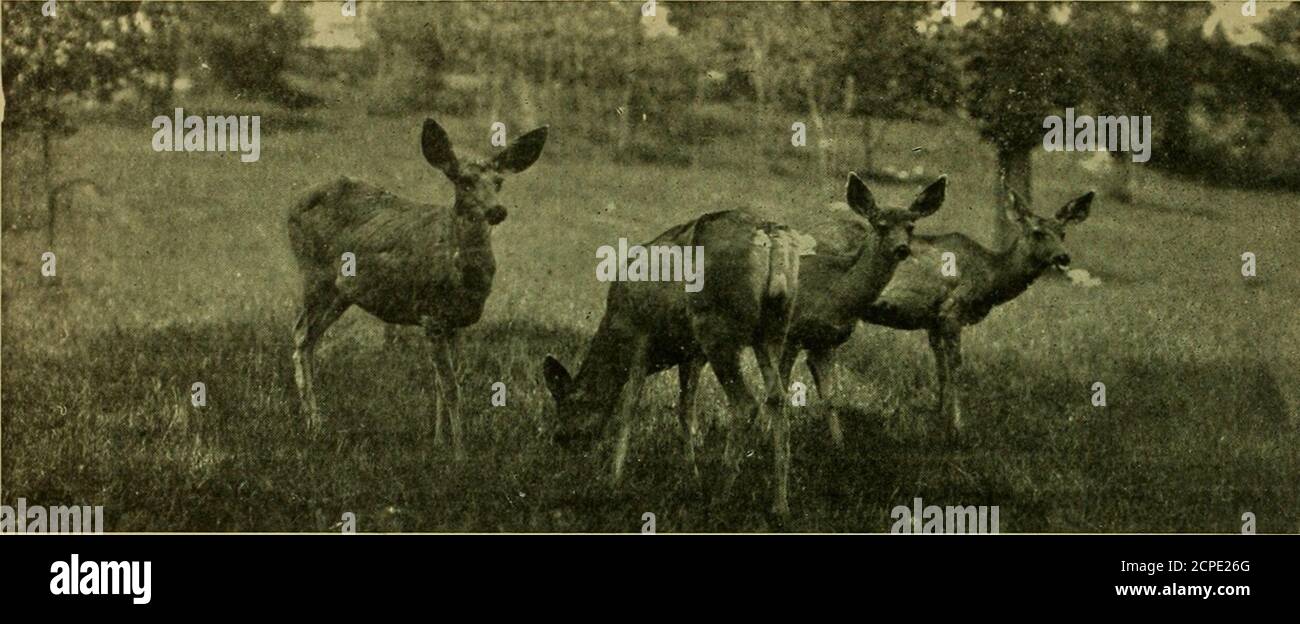 American photographs amer hi-res stock photography and images - Alamy