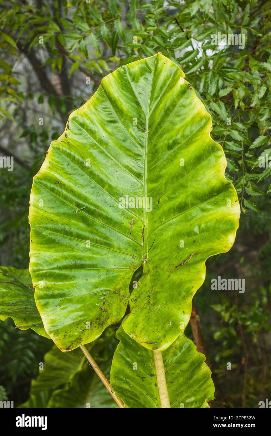 Arame leaf in Khulna, Bangladesh Stock Photo - Alamy