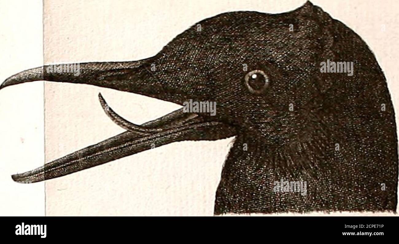 . Stemmata avium : quadraginta tabulis aeneis ornata ; accedunt ...