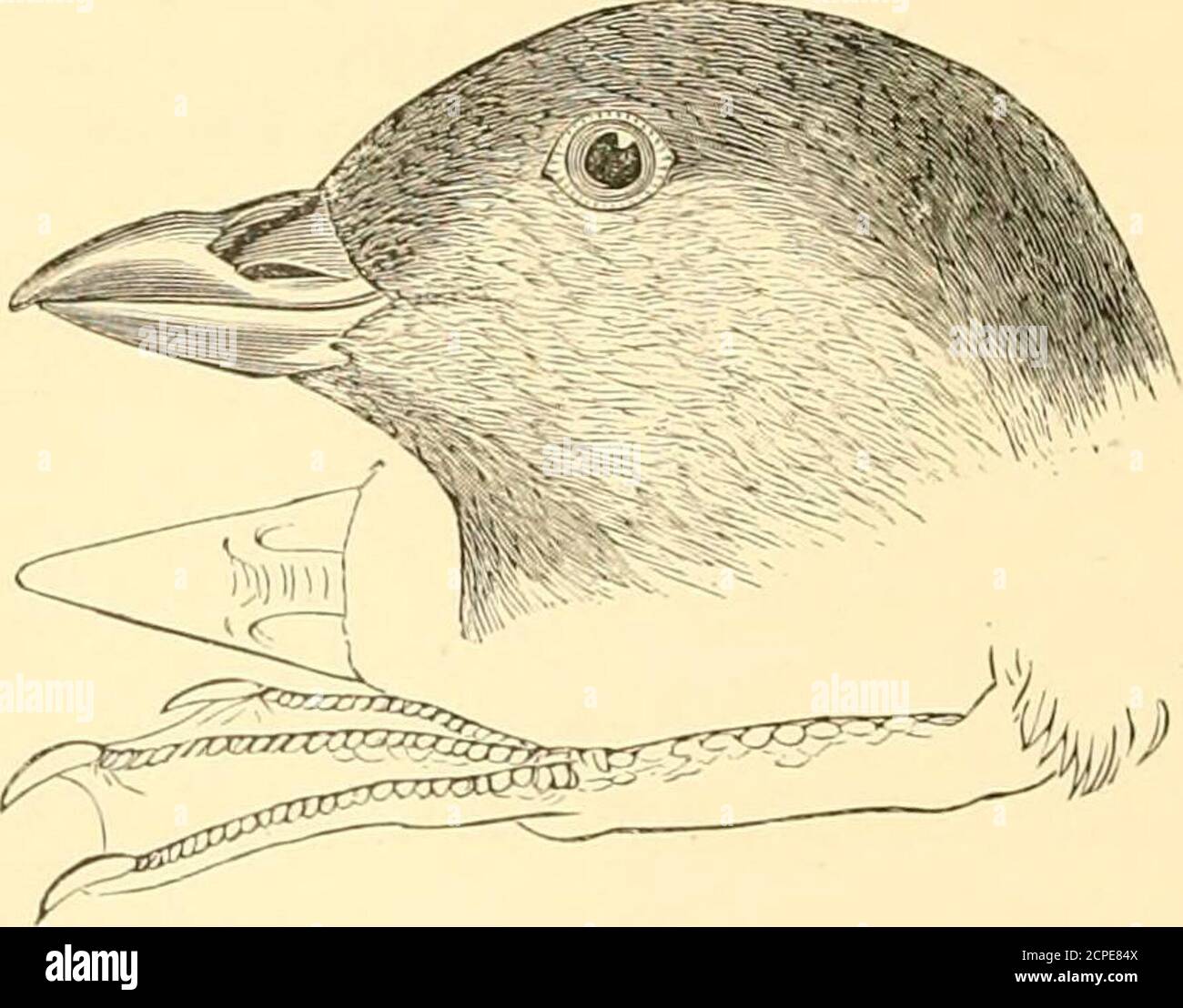 . The water birds of North America . P. aleuticus. the pileum and nape ...