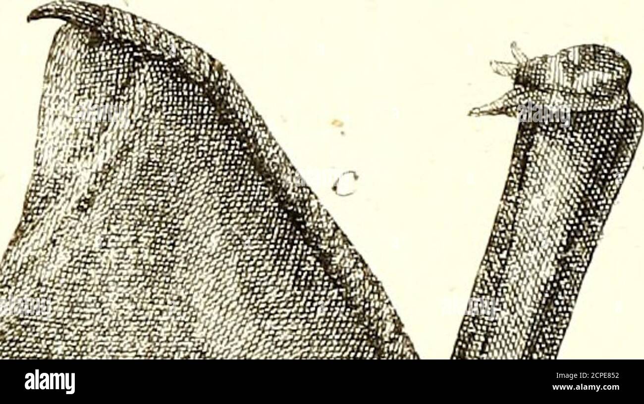 . Stemmata avium : quadraginta tabulis aeneis ornata ; accedunt ...