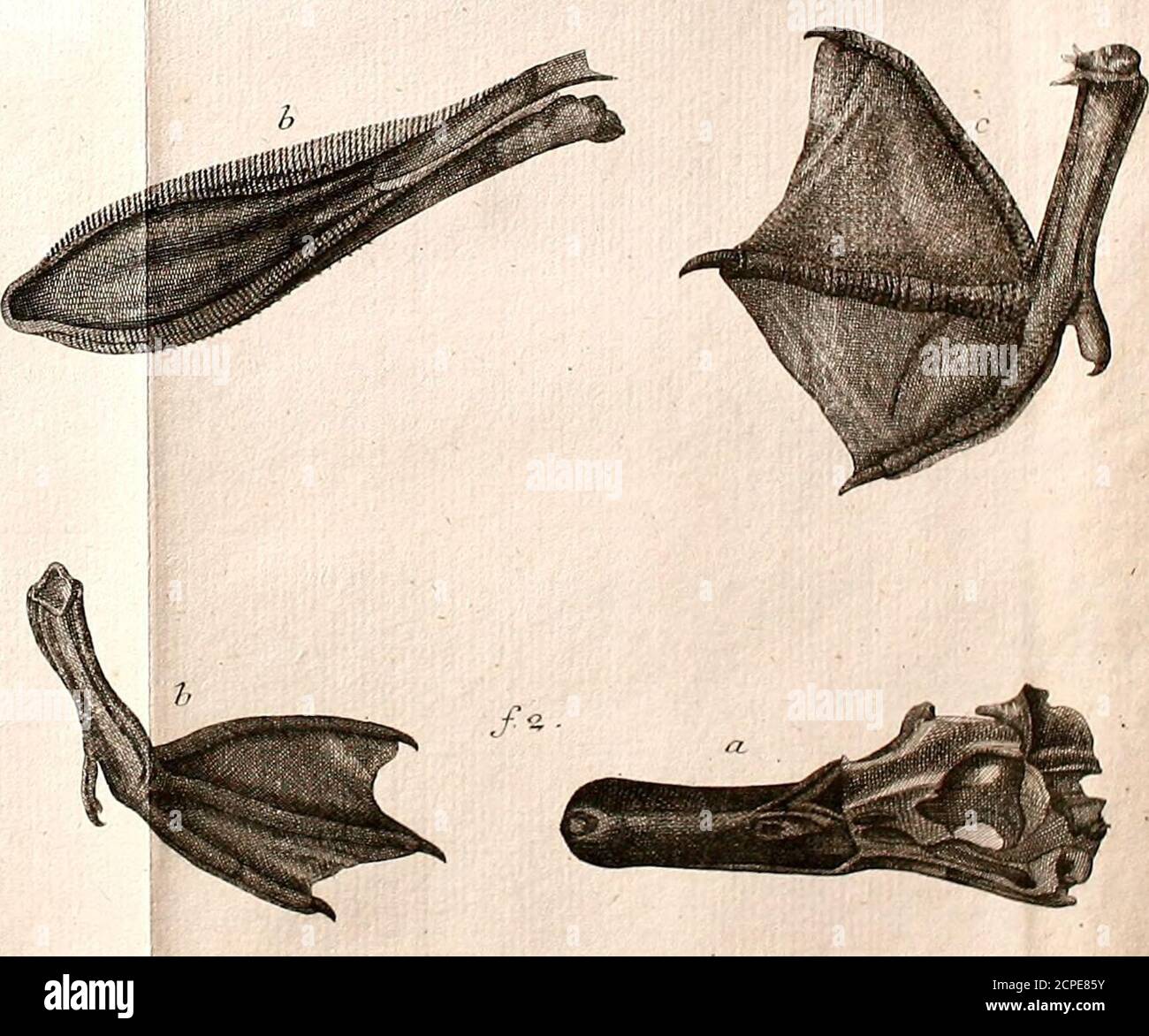 . Stemmata avium : quadraginta tabulis aeneis ornata ; accedunt ...